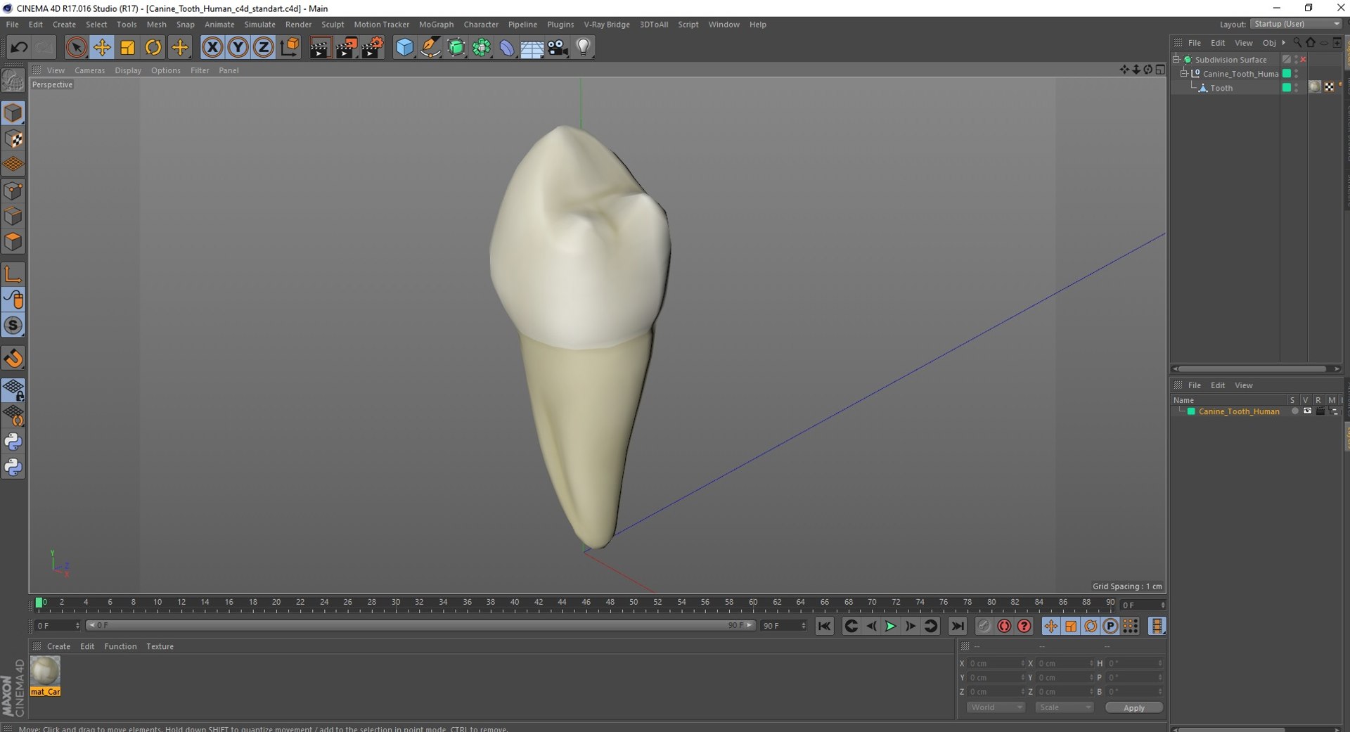 Canine Tooth Human 3D - TurboSquid 2139732
