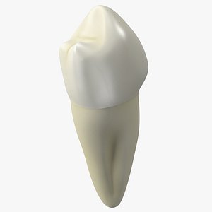 Download 3D Teeth Blender Models - TurboSquid