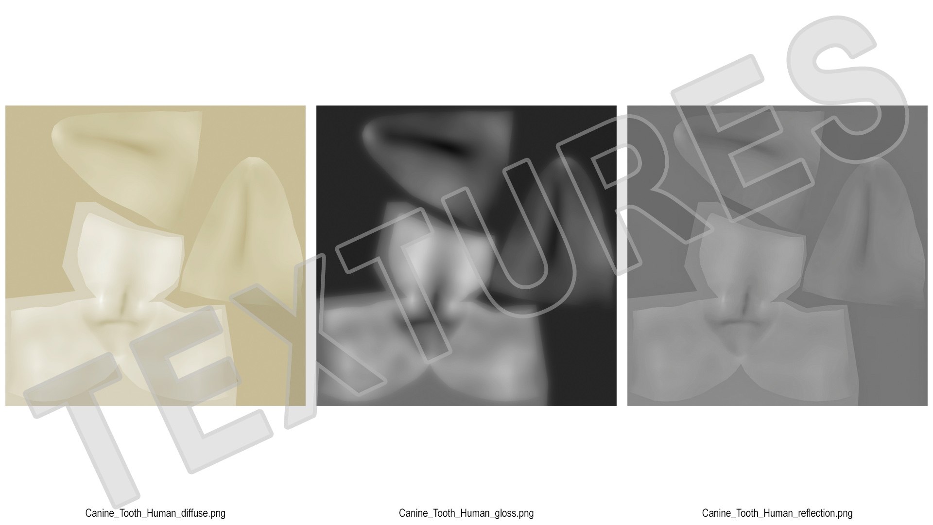 Canine Tooth Human 3D - TurboSquid 2139732