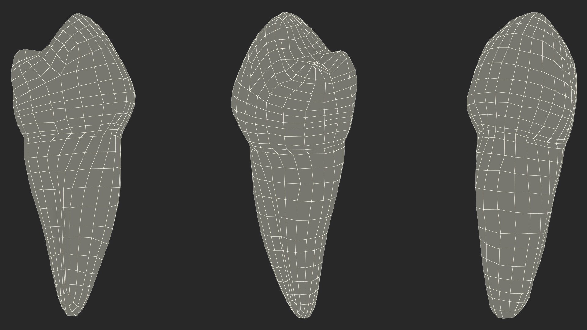 Canine Tooth Human 3D - TurboSquid 2139732