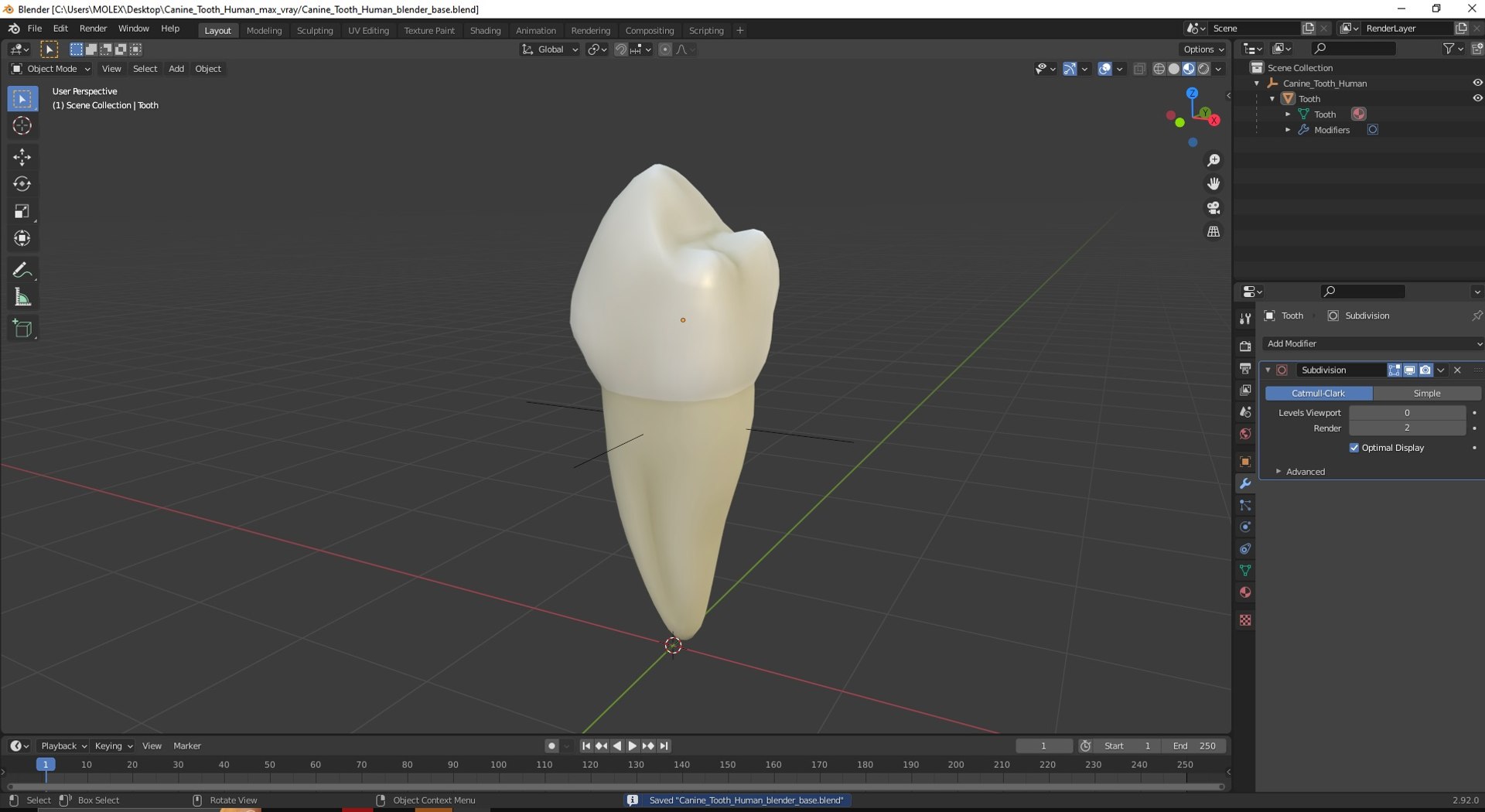 Canine Tooth Human 3D - TurboSquid 2139732