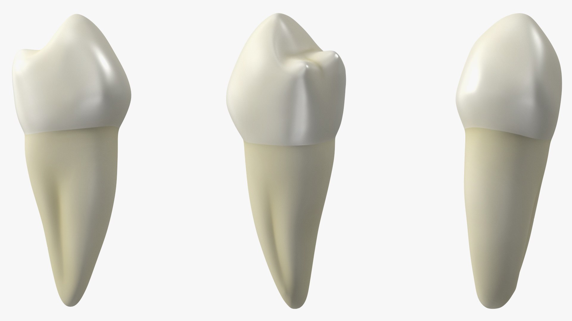 Canine Tooth Human 3D - TurboSquid 2139732
