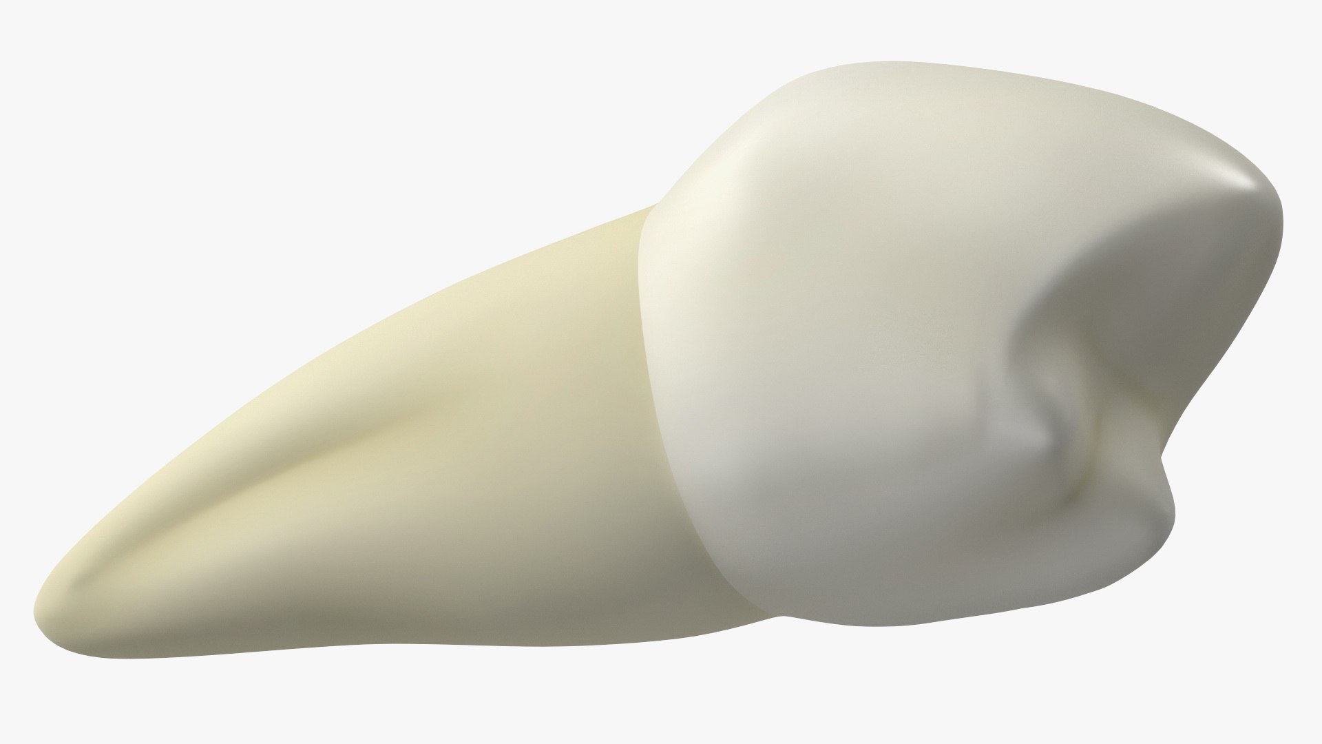 Canine Tooth Human 3D - TurboSquid 2139732