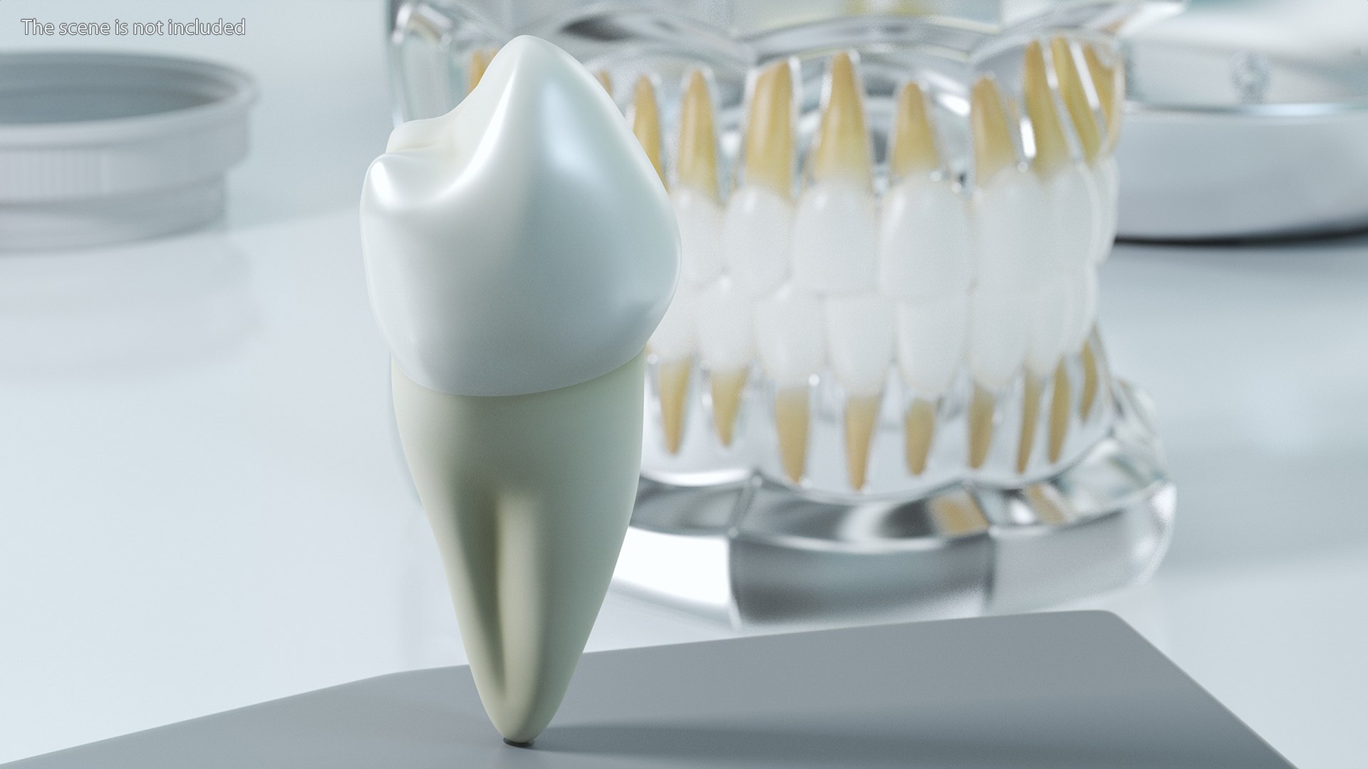 Canine Tooth Human 3D - TurboSquid 2139732