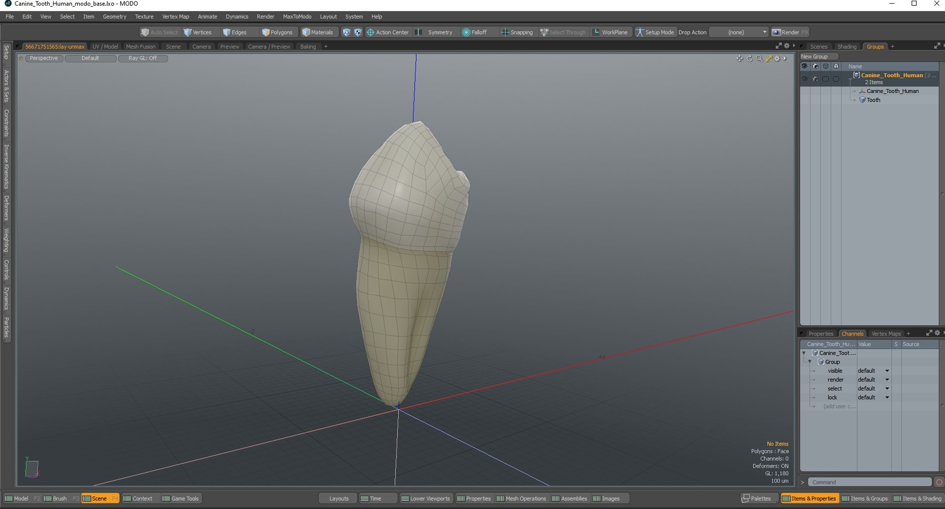 Canine Tooth Human 3D - TurboSquid 2139732