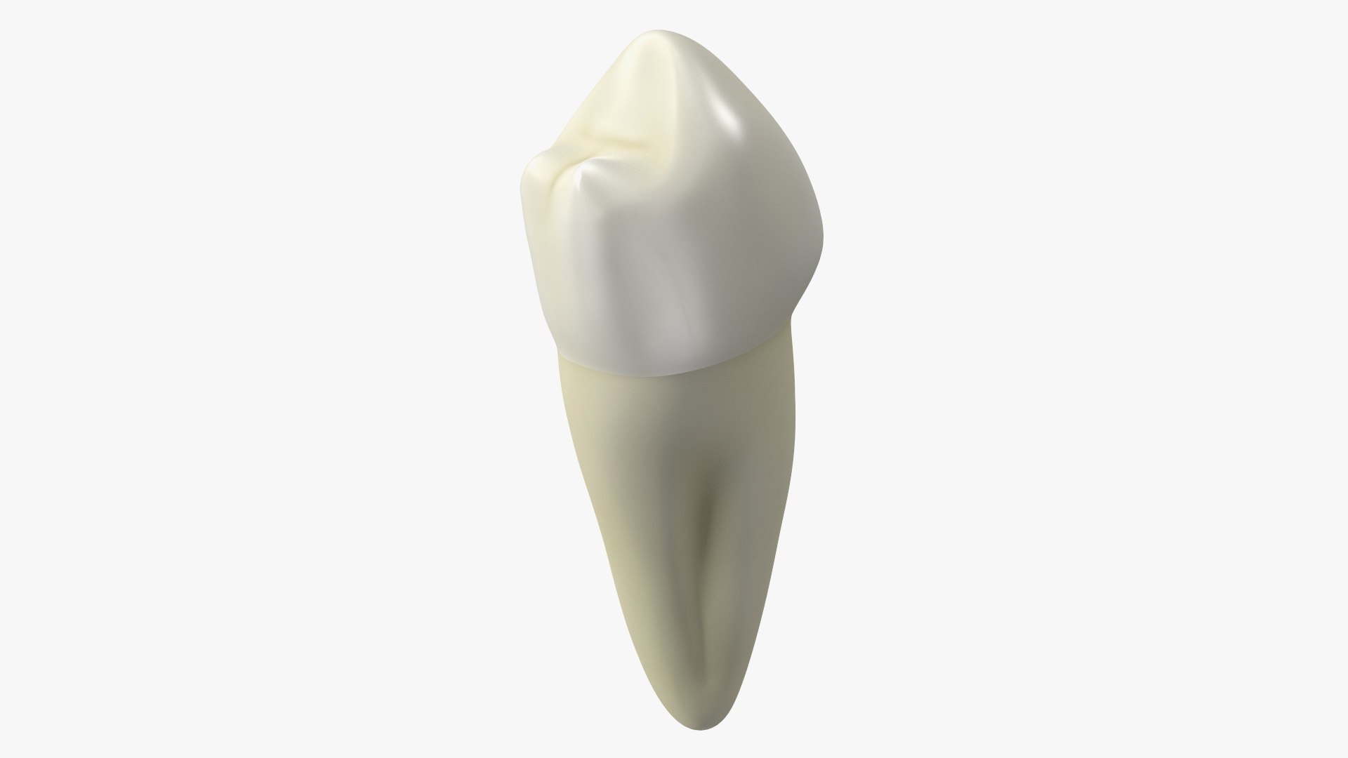 Canine Tooth Human 3D - TurboSquid 2139732