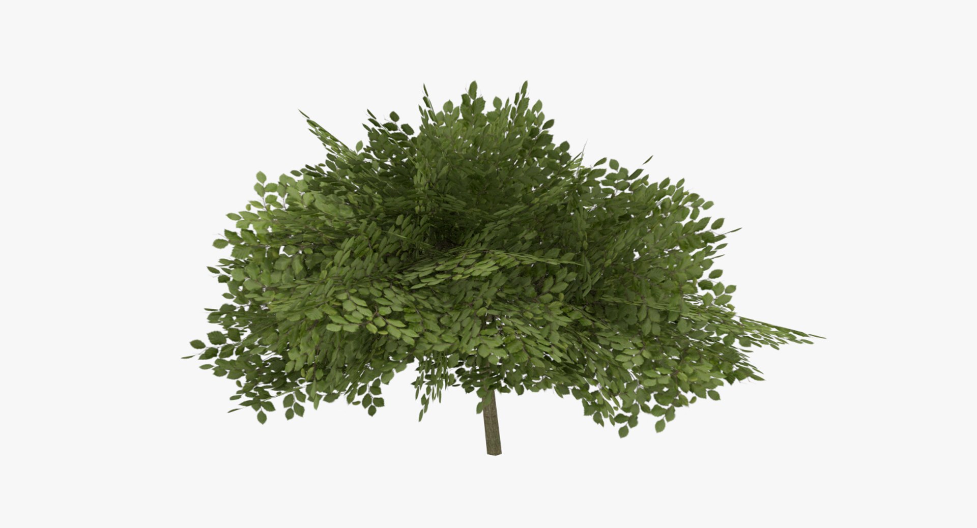 3d model ready shrub
