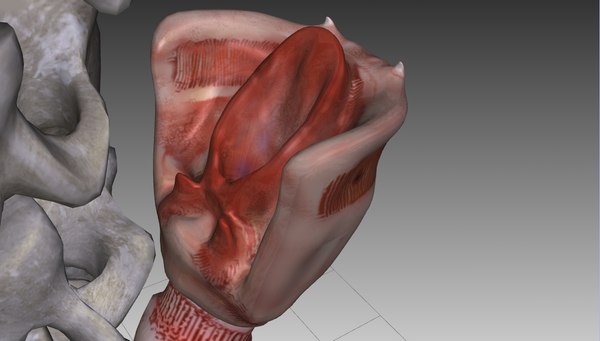 3d human lung torso model