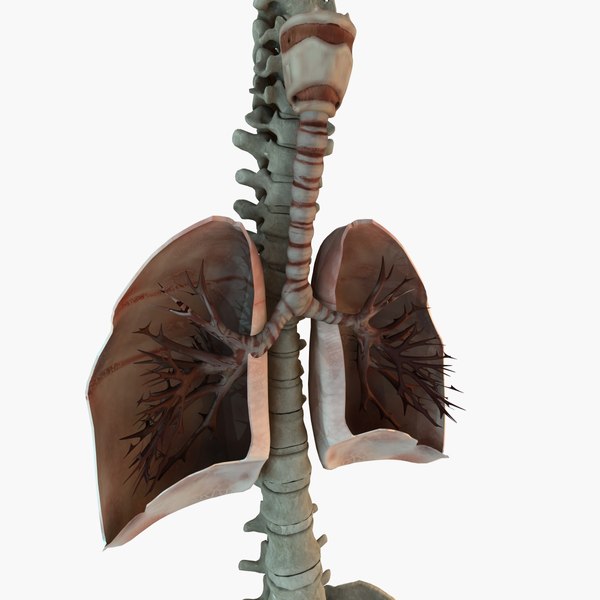 3d human lung torso model