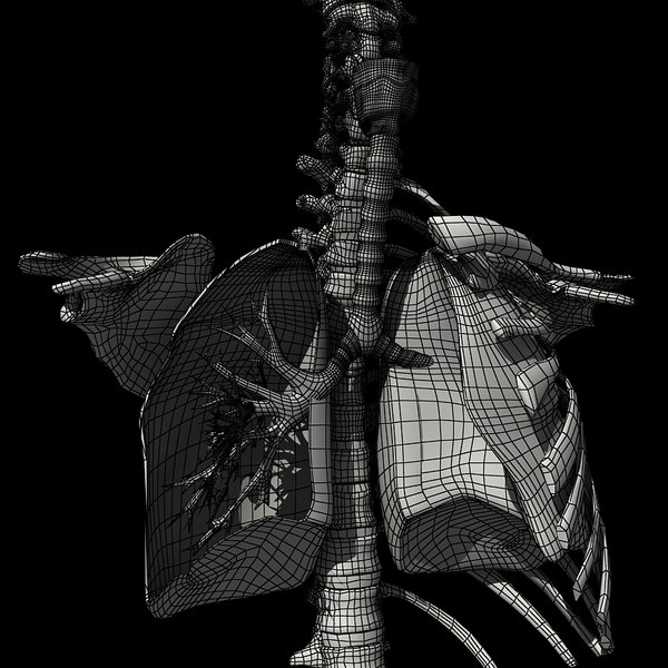 3d human lung torso model