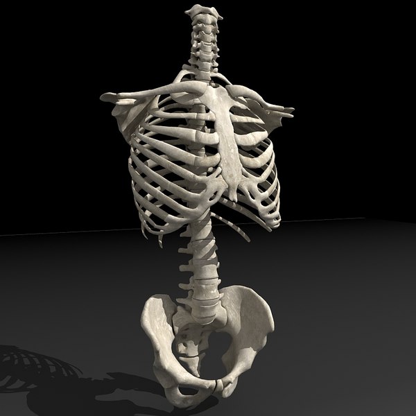 3d human lung torso model