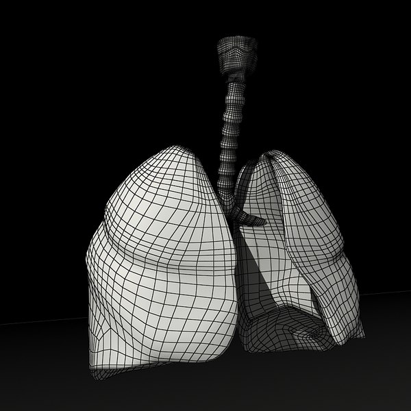 3d human lung torso model