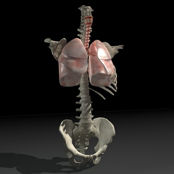 3d human lung torso model