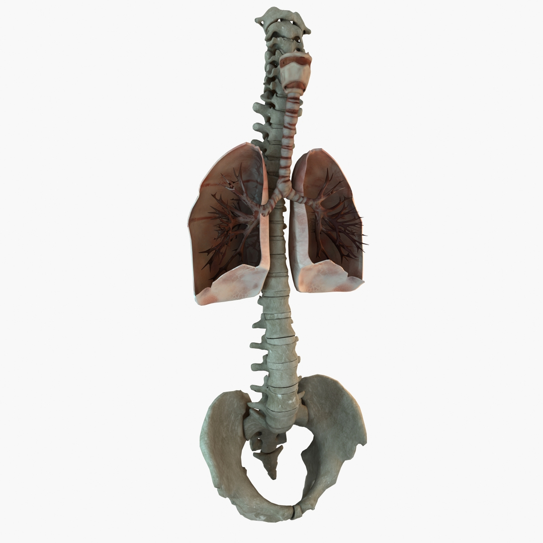 3d human lung torso model