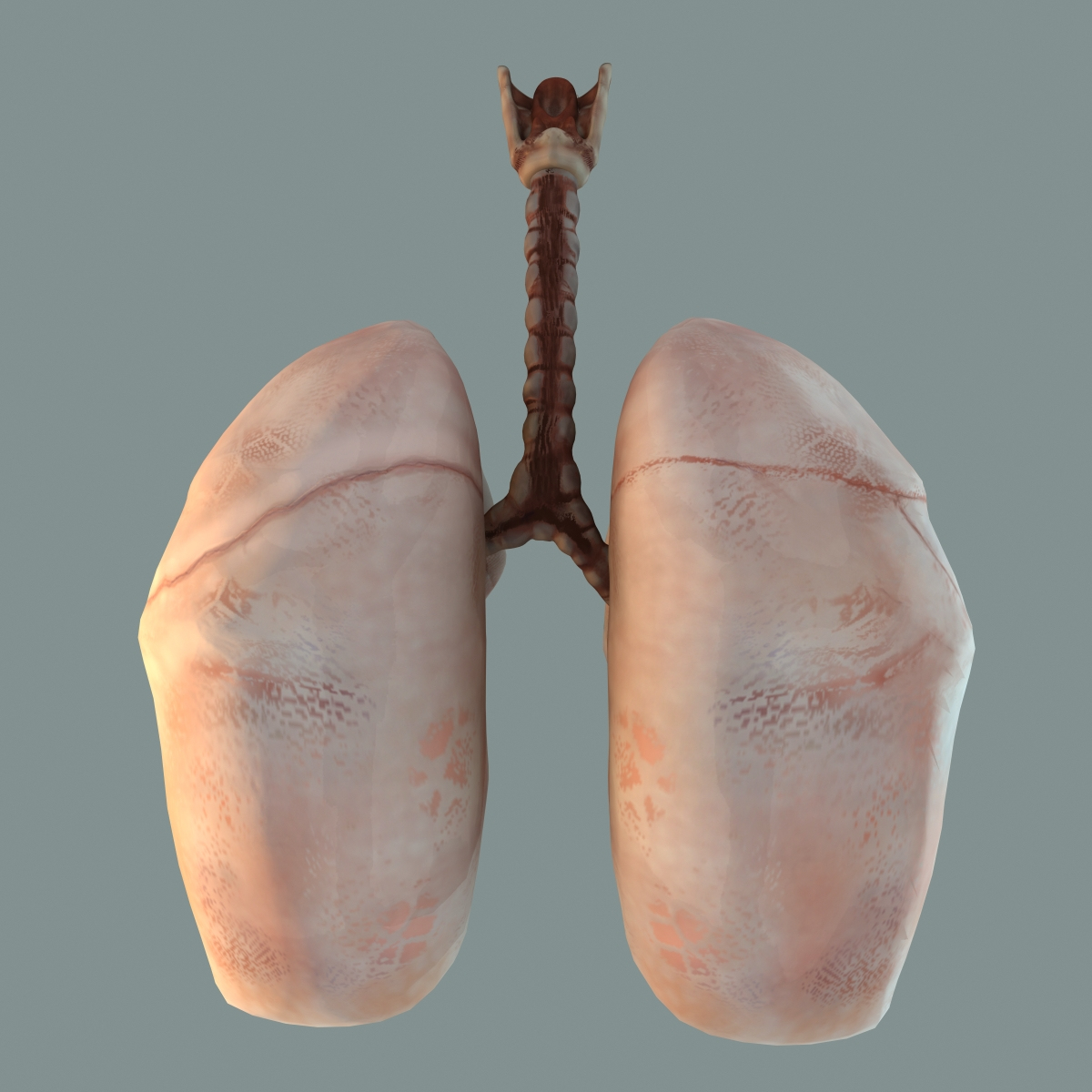 3d human lung torso model