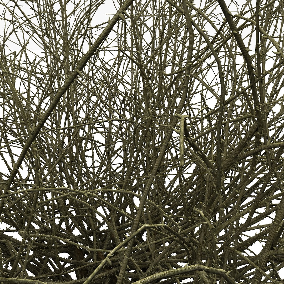 Thorn Prickle 3d Max