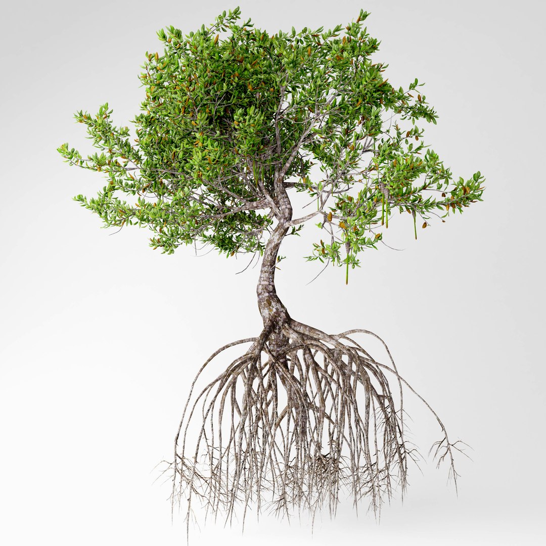 Mangrove Tree Model - TurboSquid 1471915