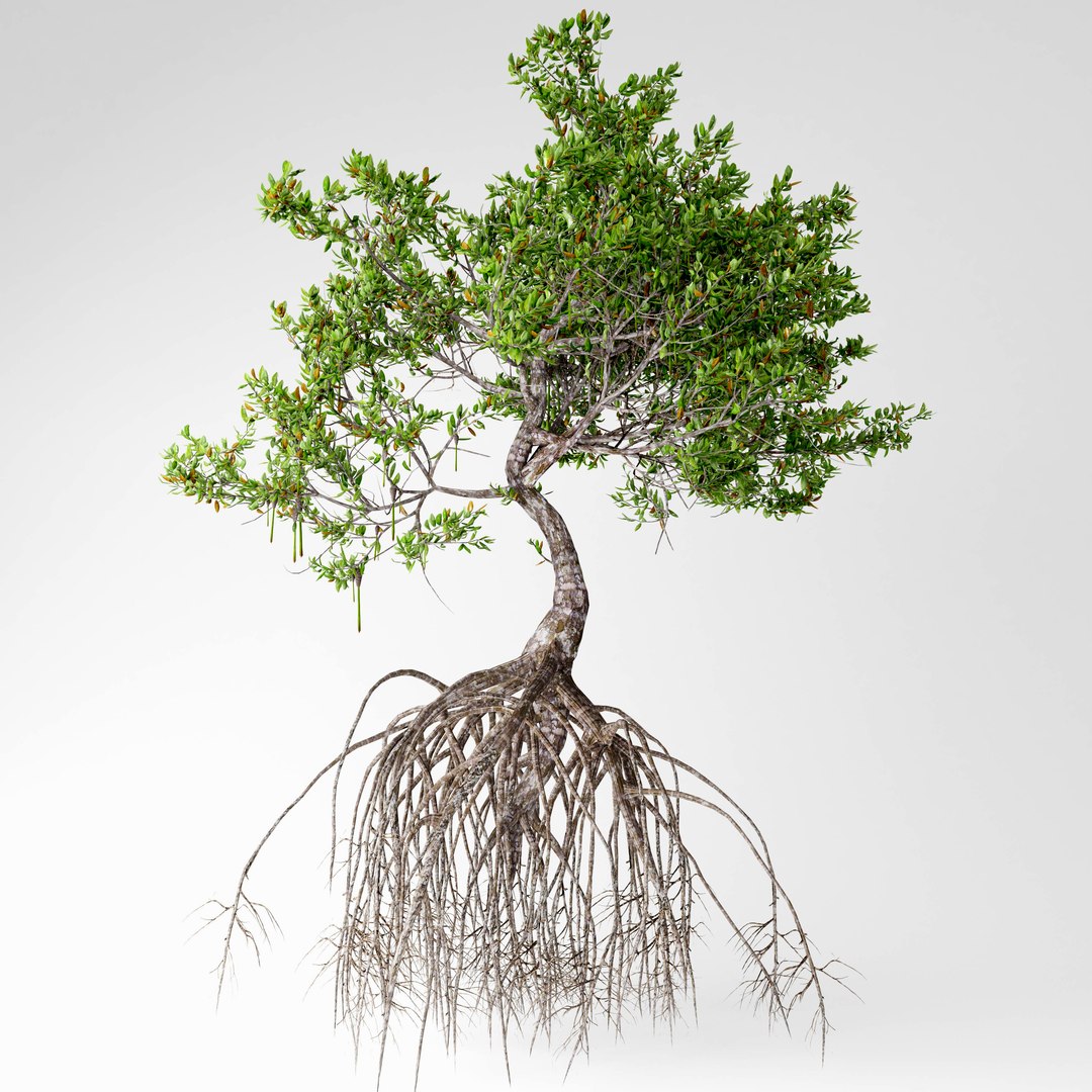 Mangrove Tree Model - TurboSquid 1471915