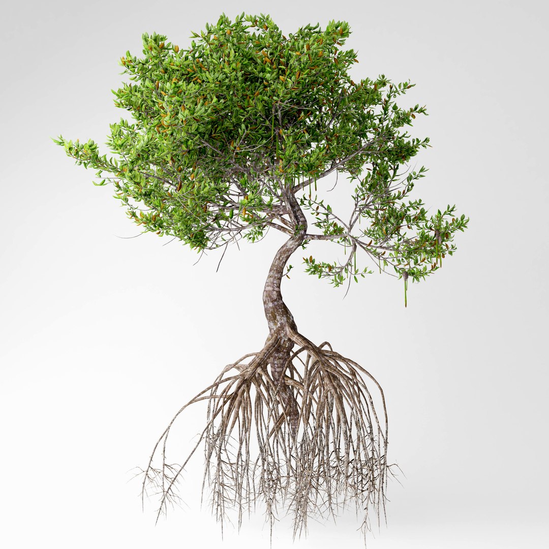 Mangrove Tree Model - TurboSquid 1471915