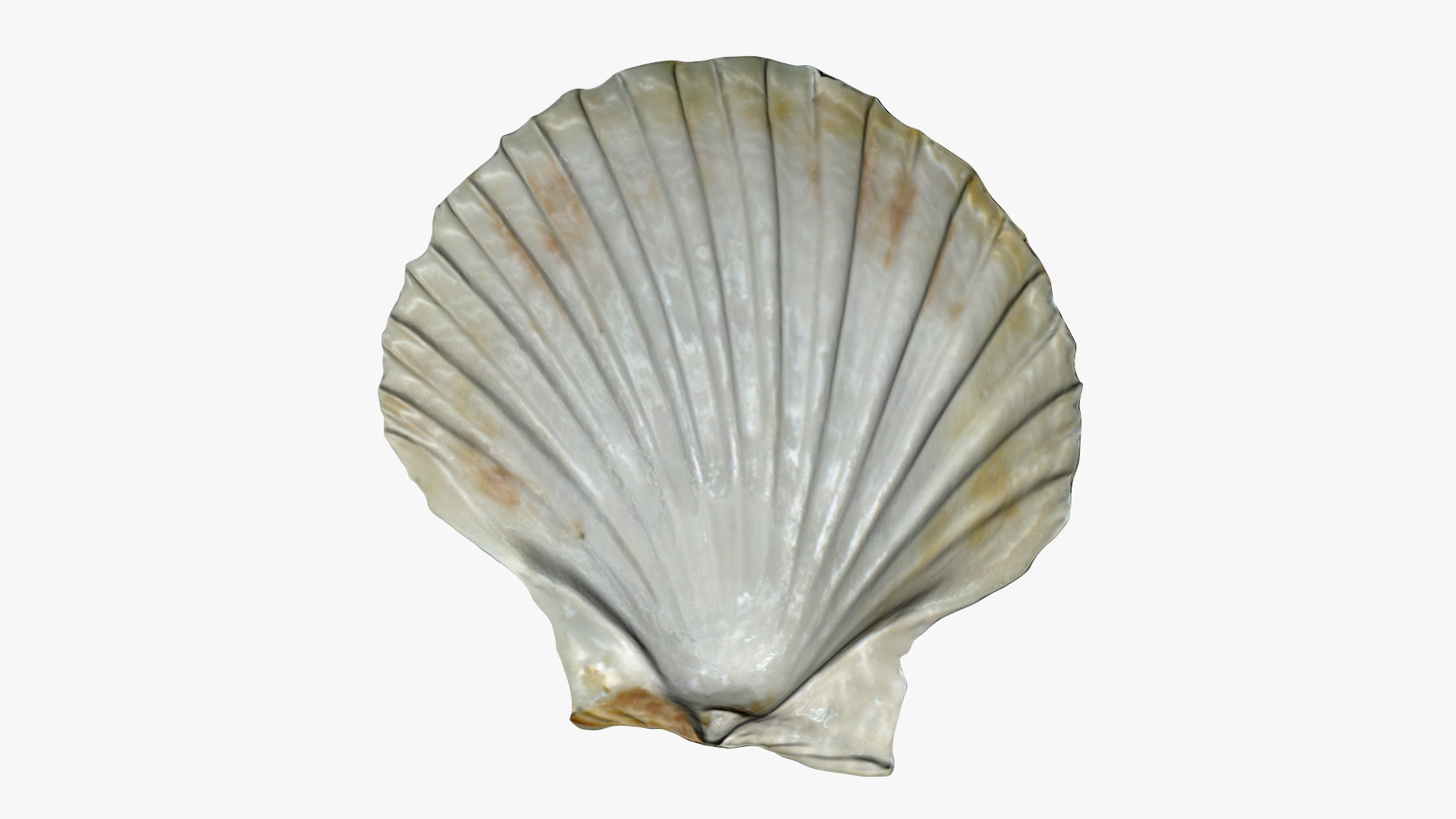 3D Sea Shell Model - TurboSquid 1495817