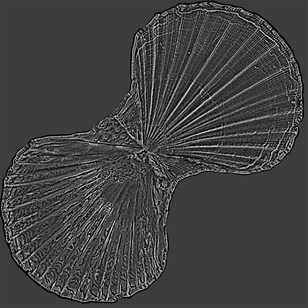 3D sea shell model - TurboSquid 1495817