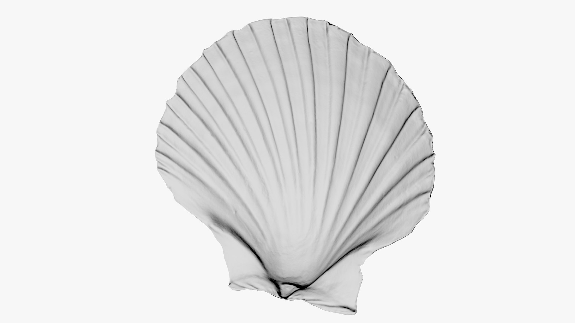 3D Sea Shell Model - TurboSquid 1495817
