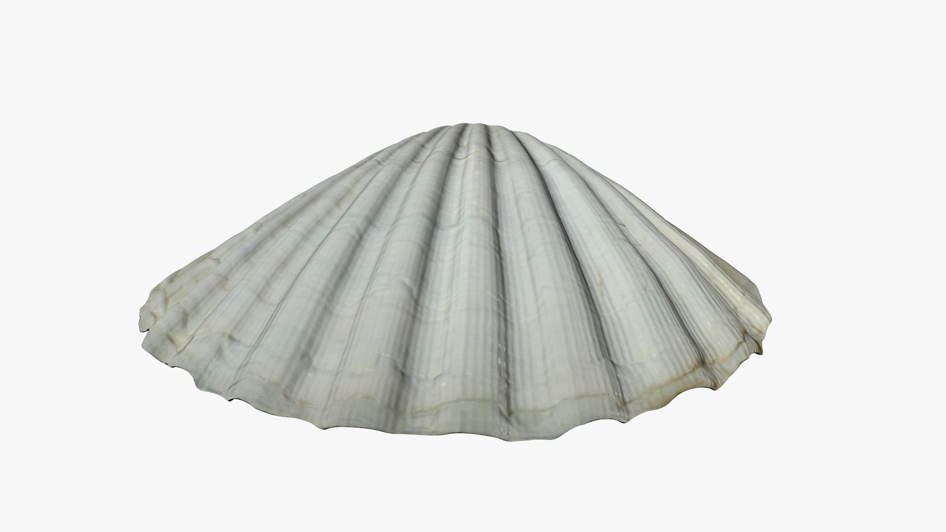 3D Sea Shell Model - TurboSquid 1495817