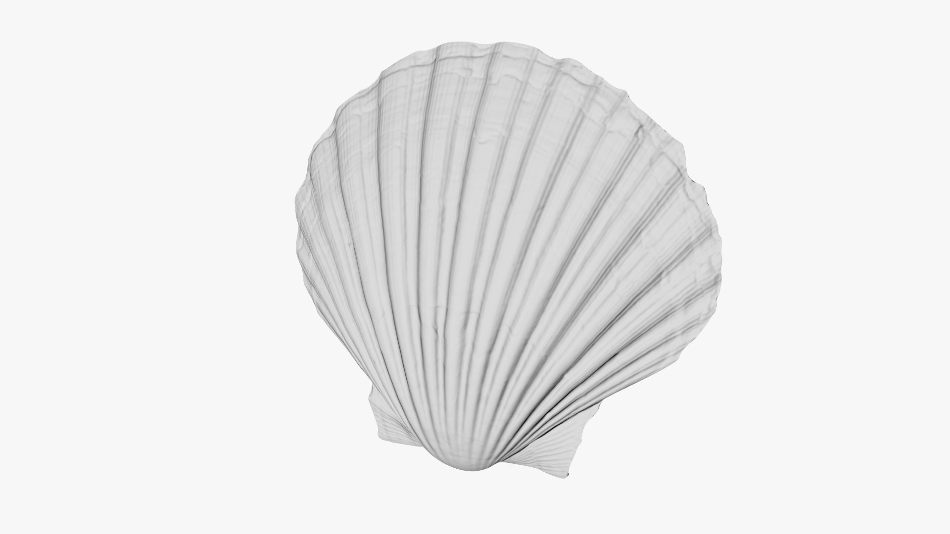 3D Sea Shell Model - TurboSquid 1495817