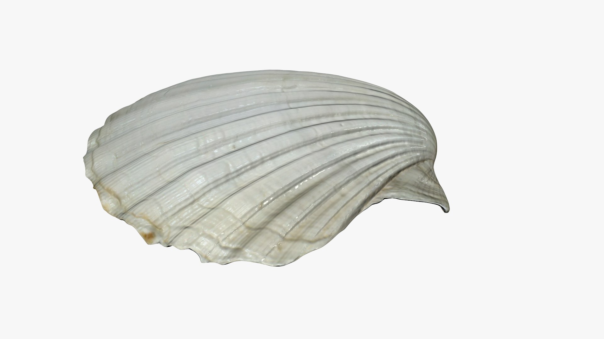 3D Sea Shell Model - TurboSquid 1495817