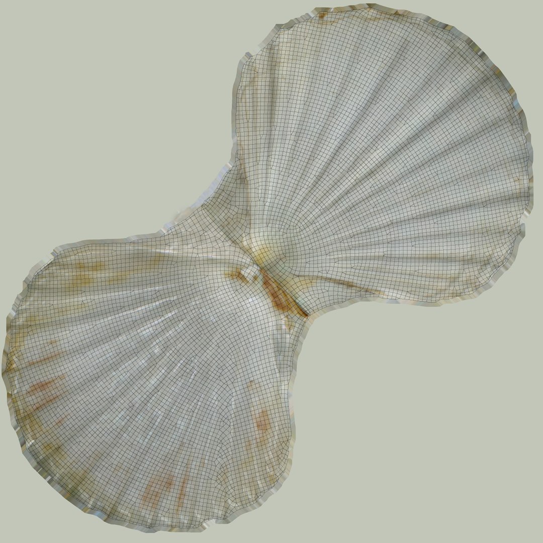 3D sea shell model - TurboSquid 1495817