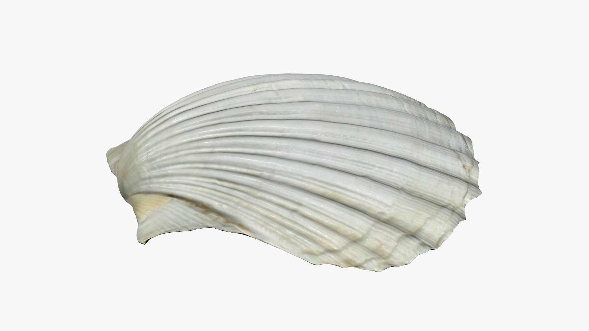 3D Sea Shell Model - TurboSquid 1495817