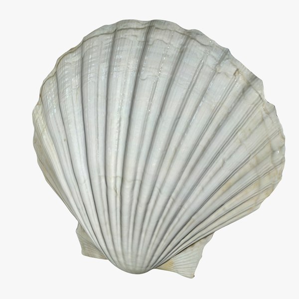 Seashell 3D Models for Download | TurboSquid