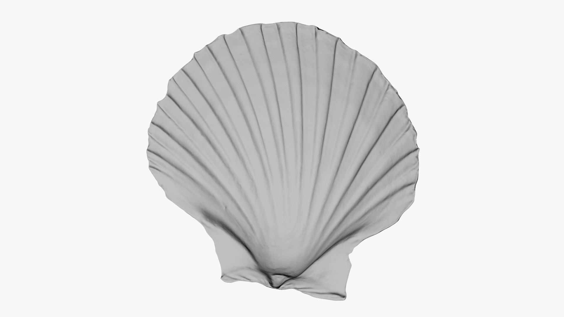 3D sea shell model - TurboSquid 1495817