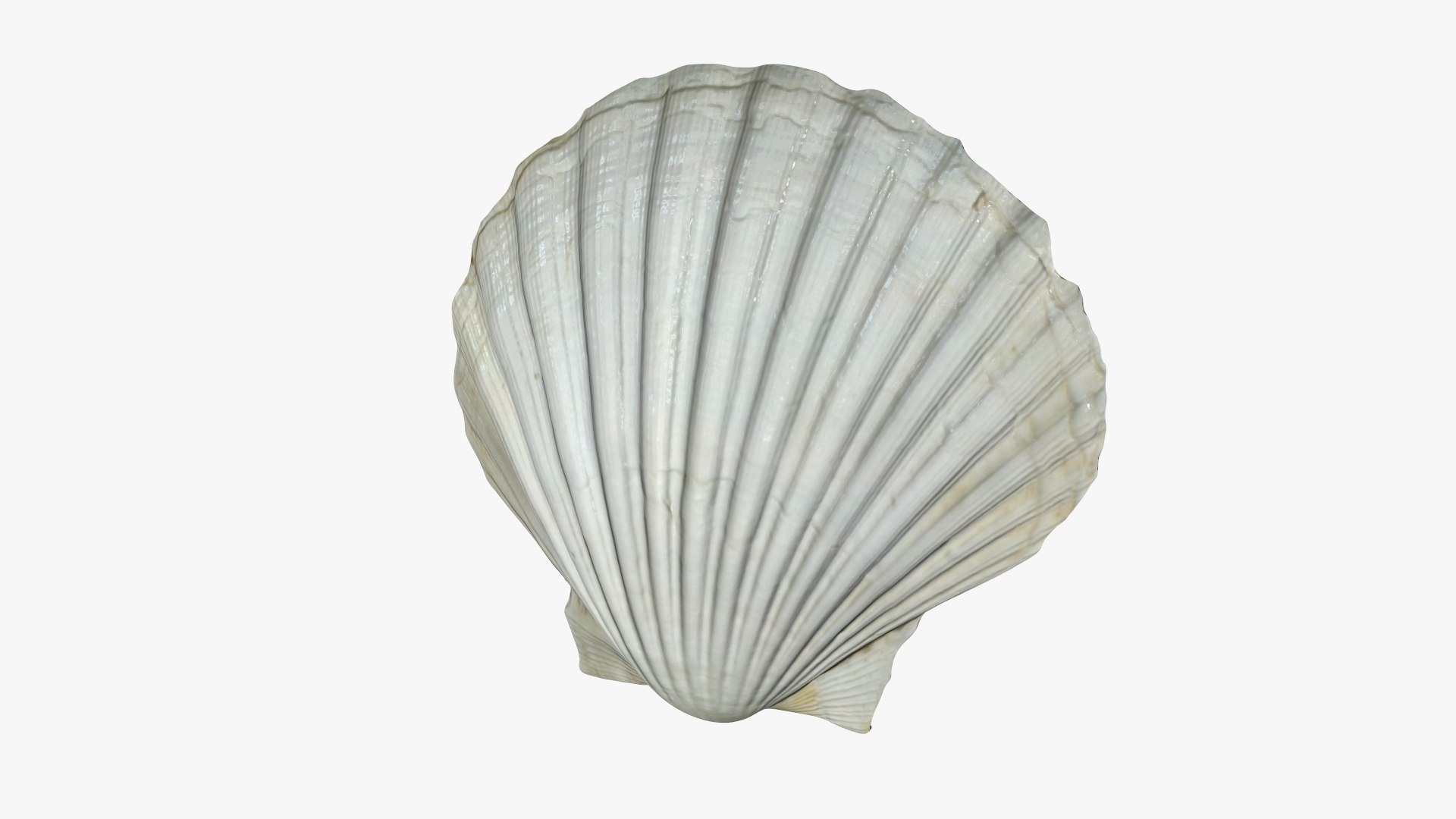 3D sea shell model - TurboSquid 1495817