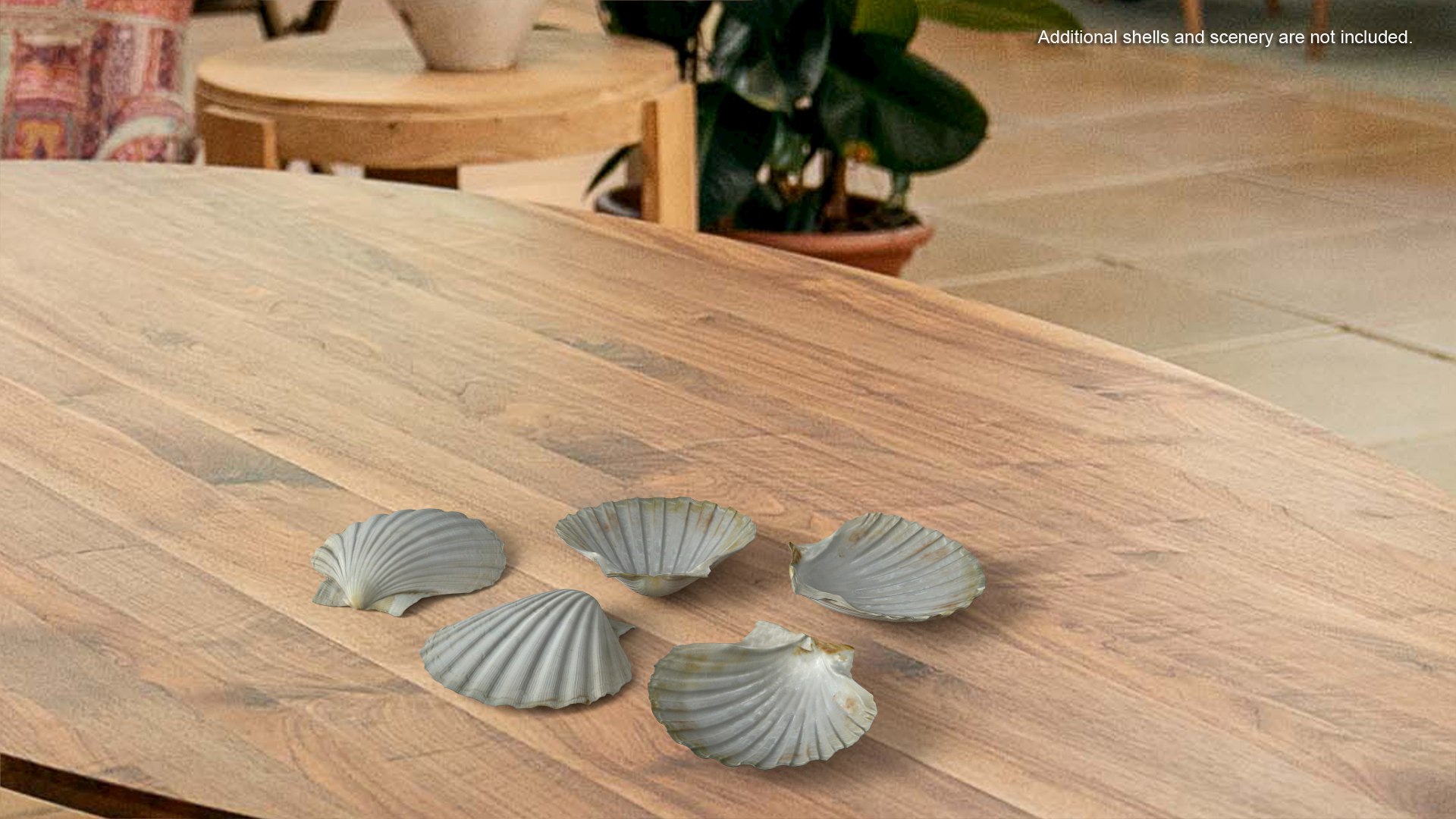 3D Sea Shell Model - TurboSquid 1495817