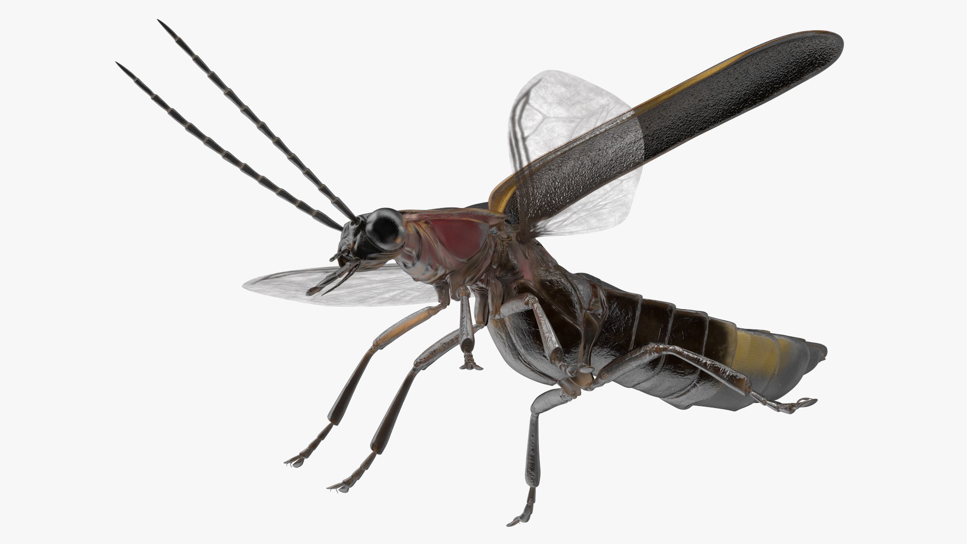 3D Big Dipper Firefly Basic Pose model - TurboSquid 2170484