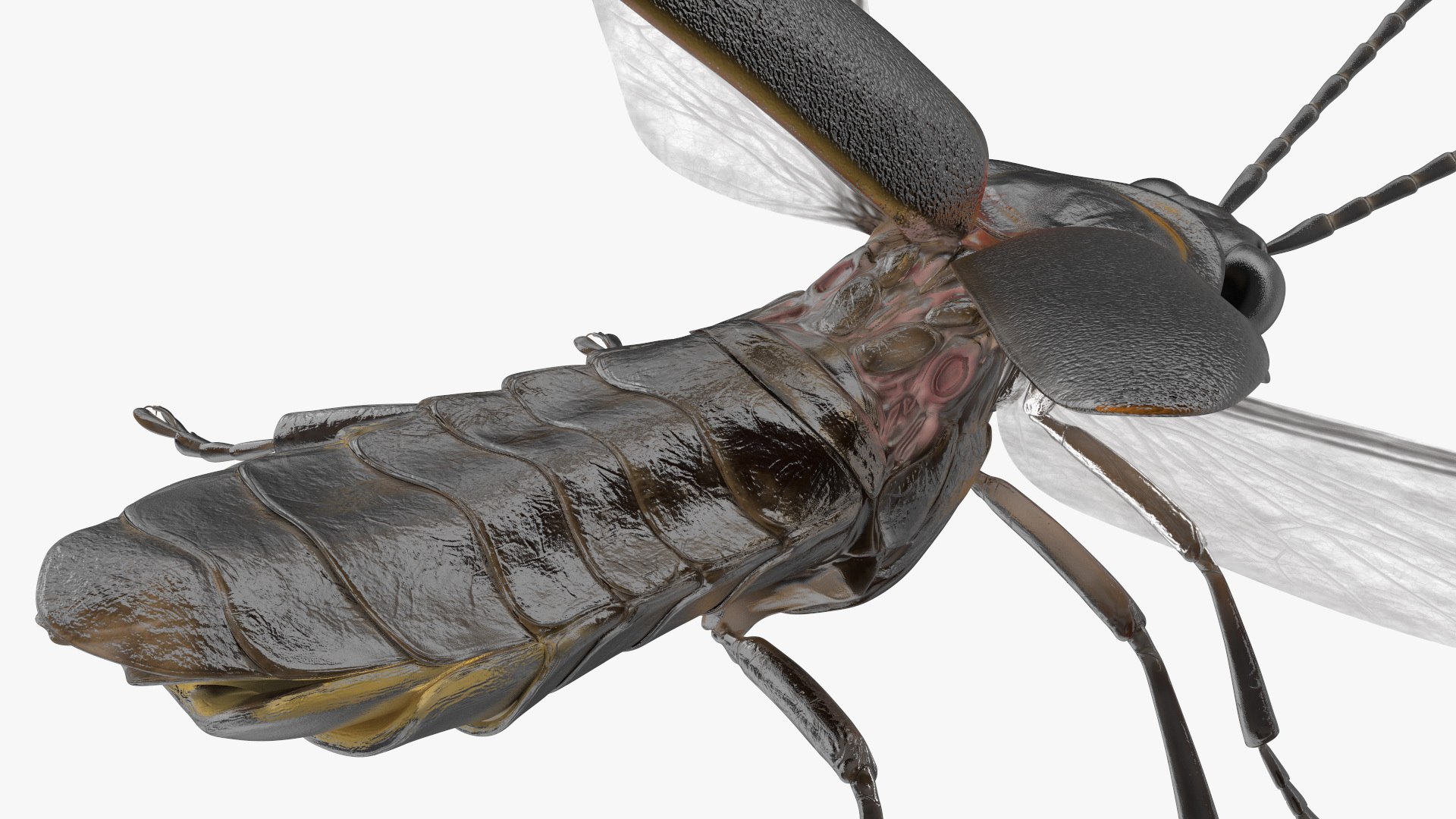 3D Big Dipper Firefly Basic Pose model - TurboSquid 2170484