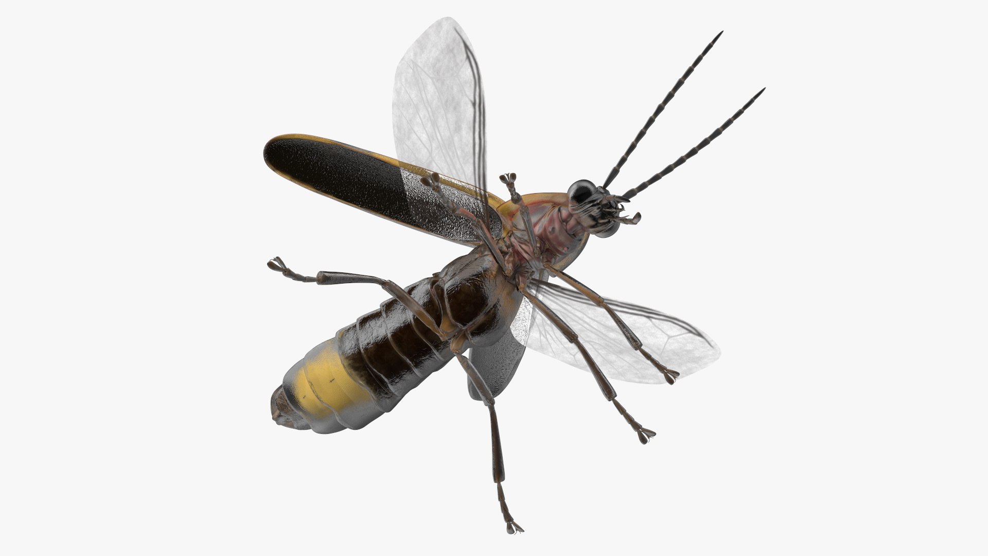 3D Big Dipper Firefly Basic Pose model - TurboSquid 2170484