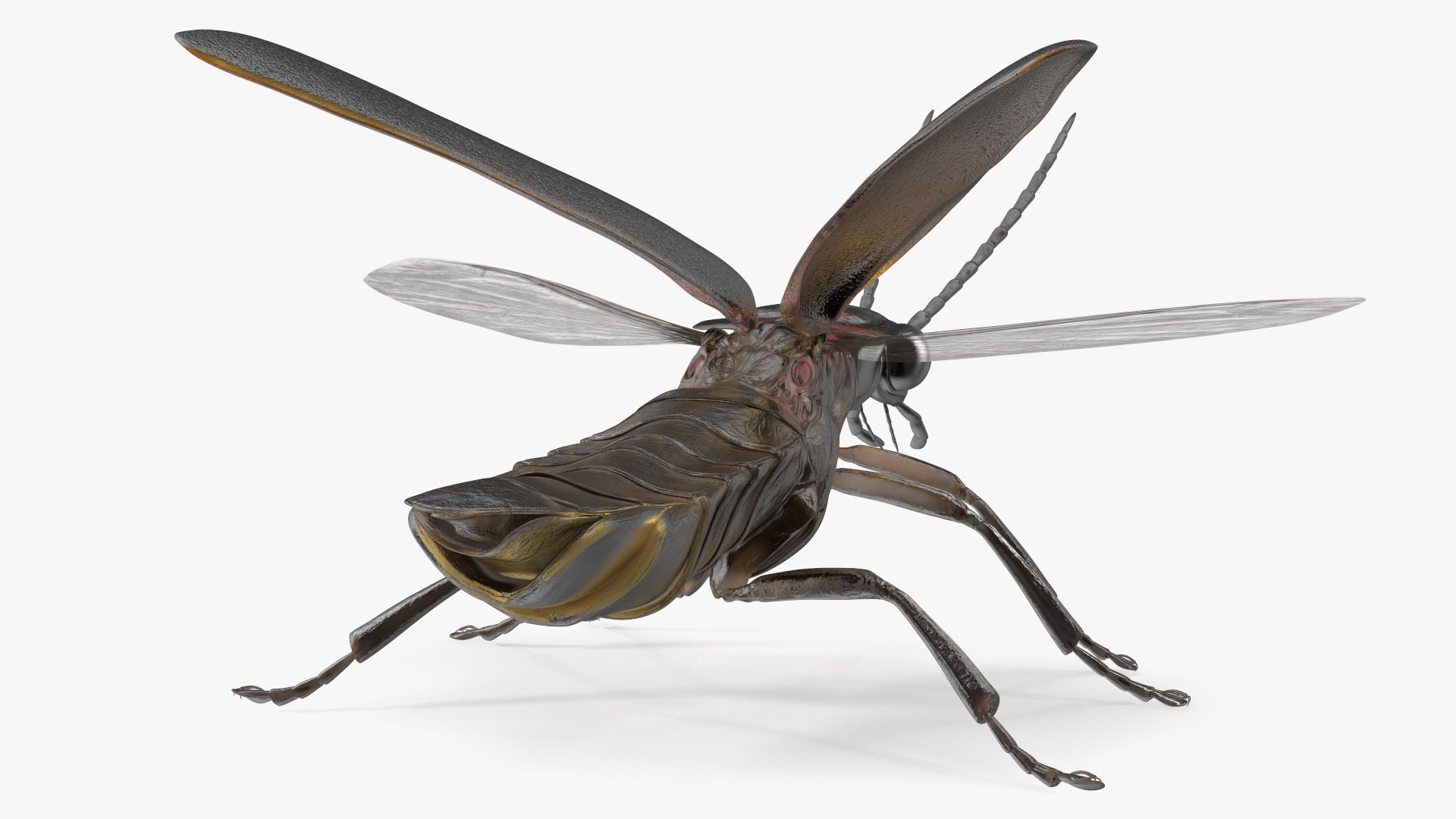 3D Big Dipper Firefly Basic Pose model - TurboSquid 2170484