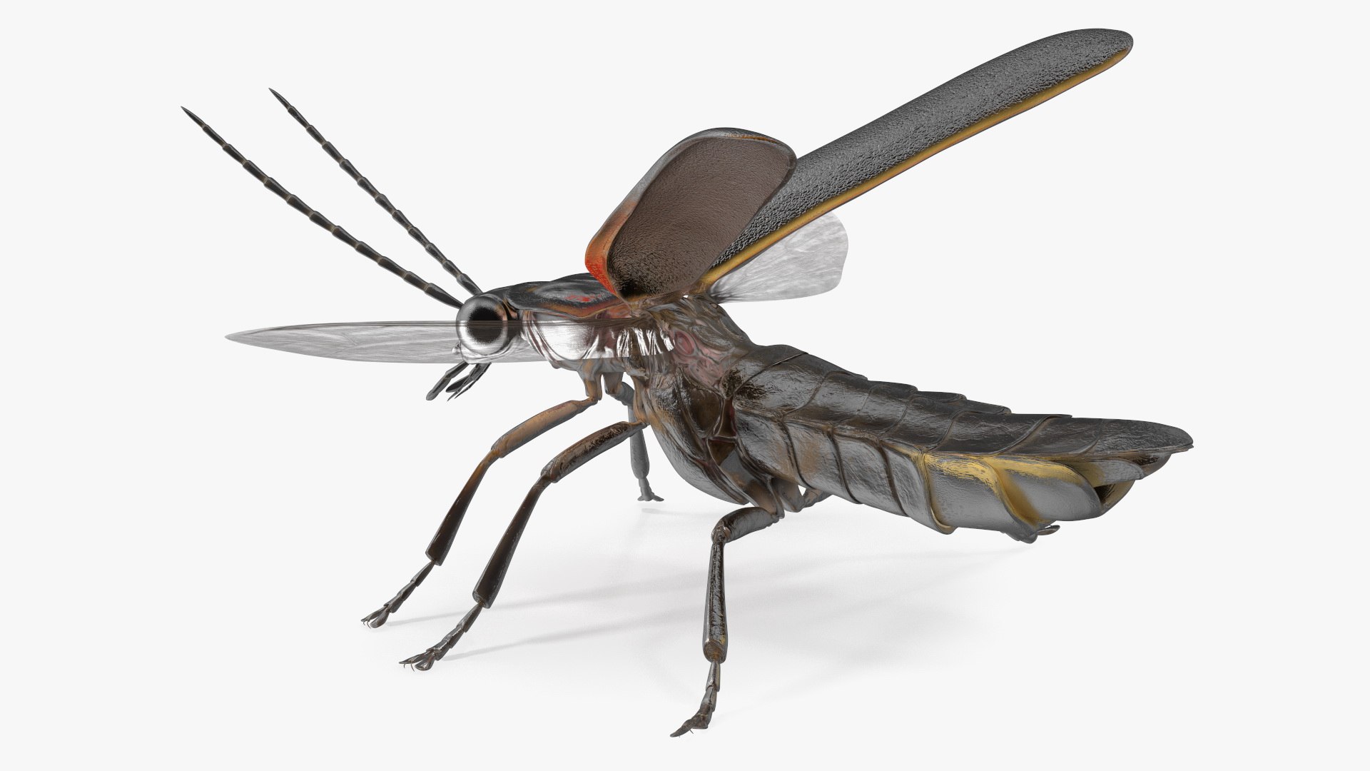 3D Big Dipper Firefly Basic Pose model - TurboSquid 2170484