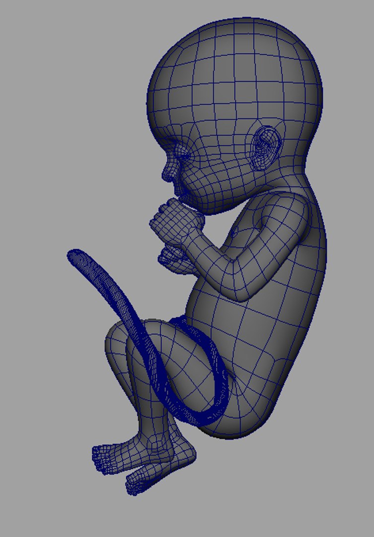 Fetus Baby 3d Model