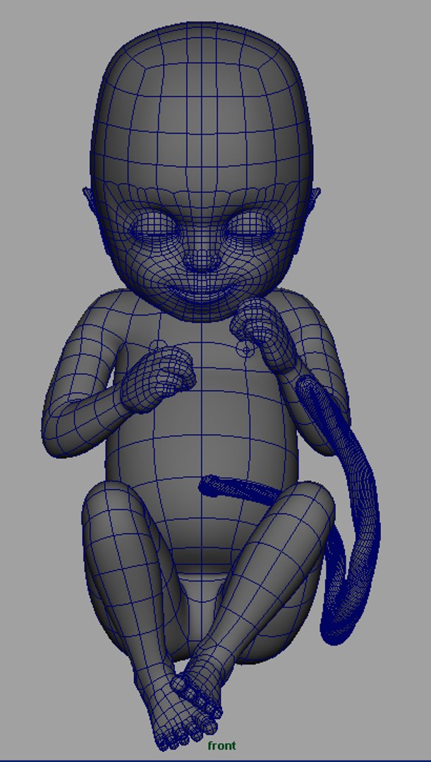 Fetus Baby 3d Model