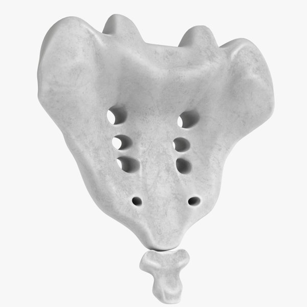 modelo 3d Anatomía - Sacro y Cóccix - TurboSquid 1170437