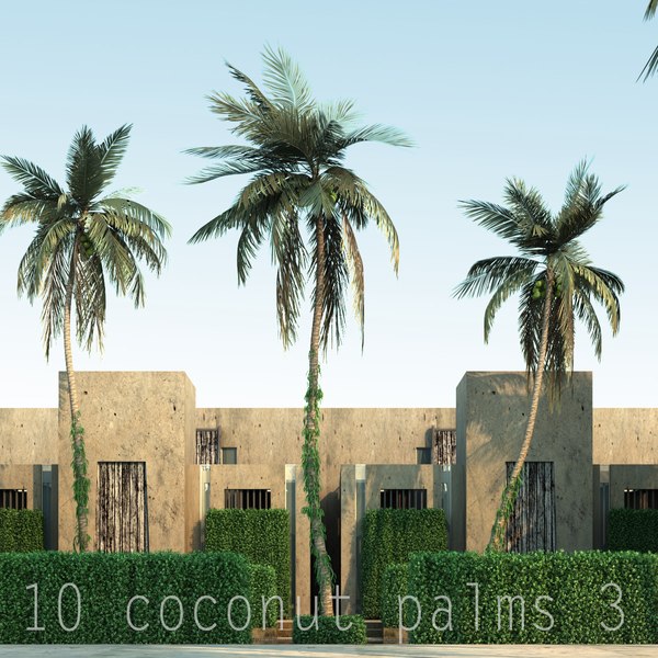 coconut palm max