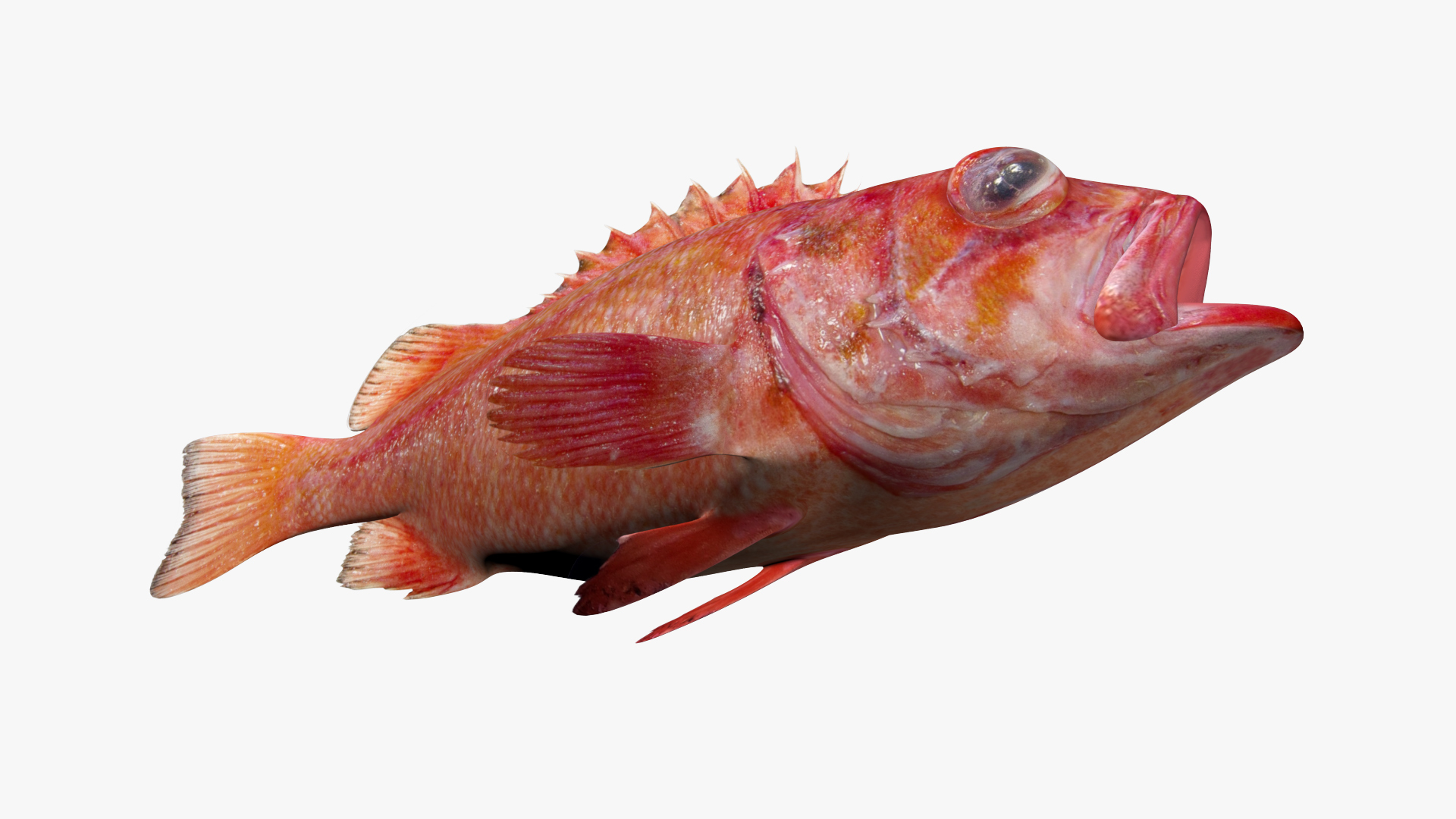 3D rougheye rockfish - TurboSquid 1691322