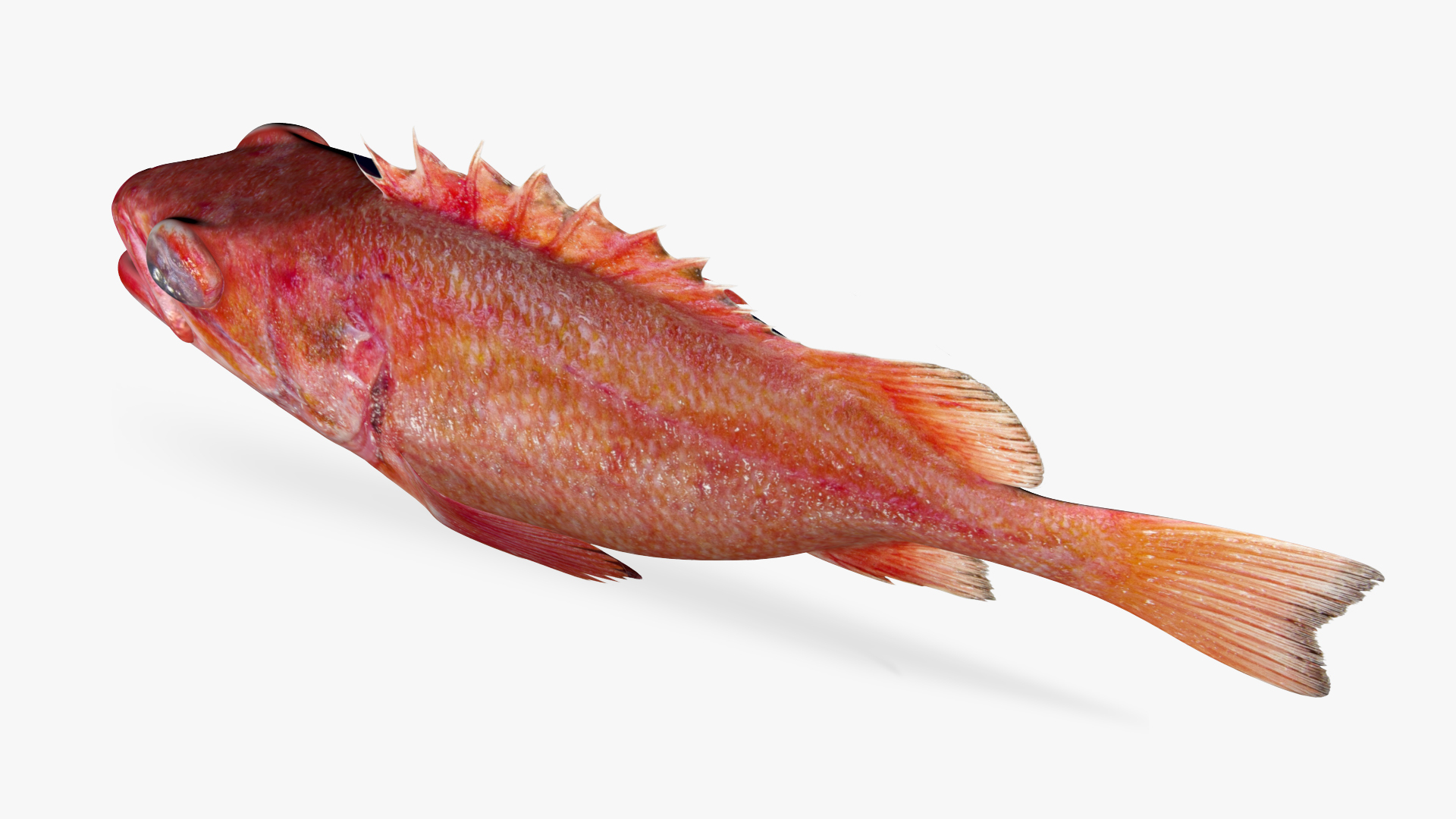 3D rougheye rockfish - TurboSquid 1691322