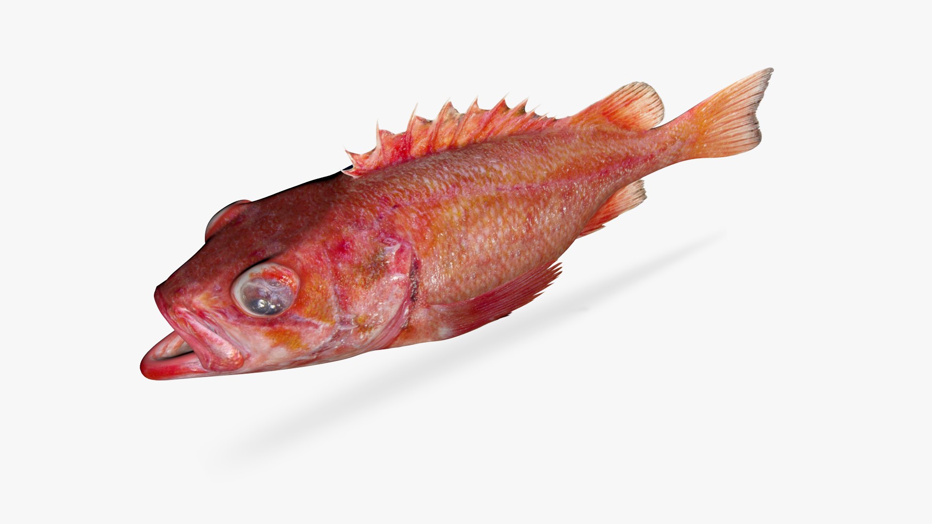 3D Rougheye Rockfish - TurboSquid 1691322