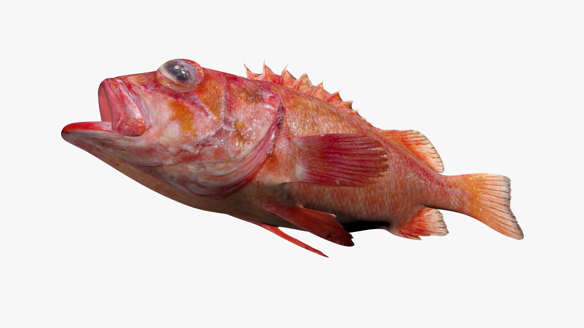 3D Rougheye Rockfish - TurboSquid 1691322