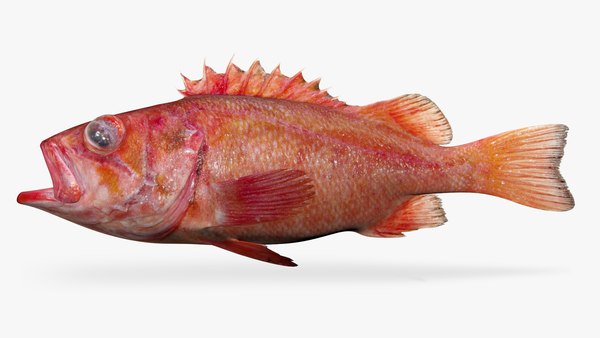 3D rougheye rockfish - TurboSquid 1691322