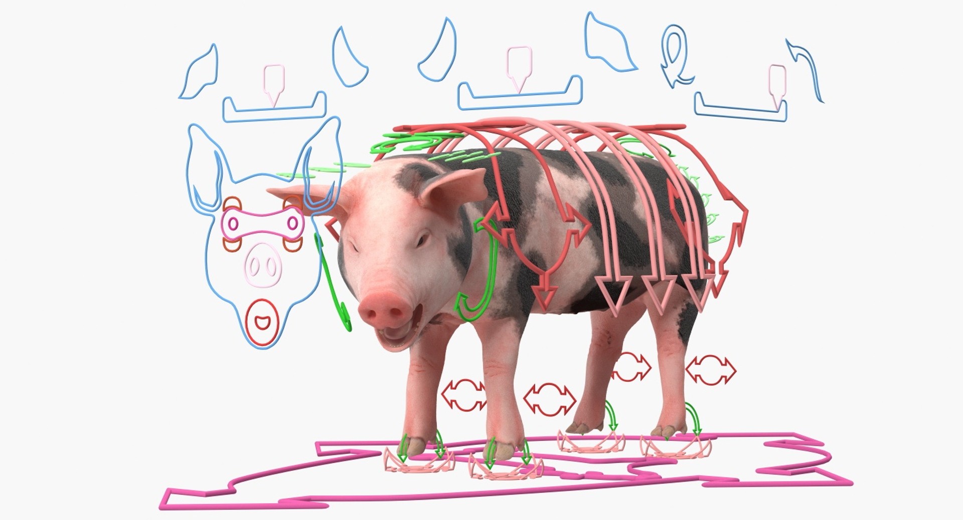 Pig Piglet Pietrain Rigged 3D Model - TurboSquid 1358876